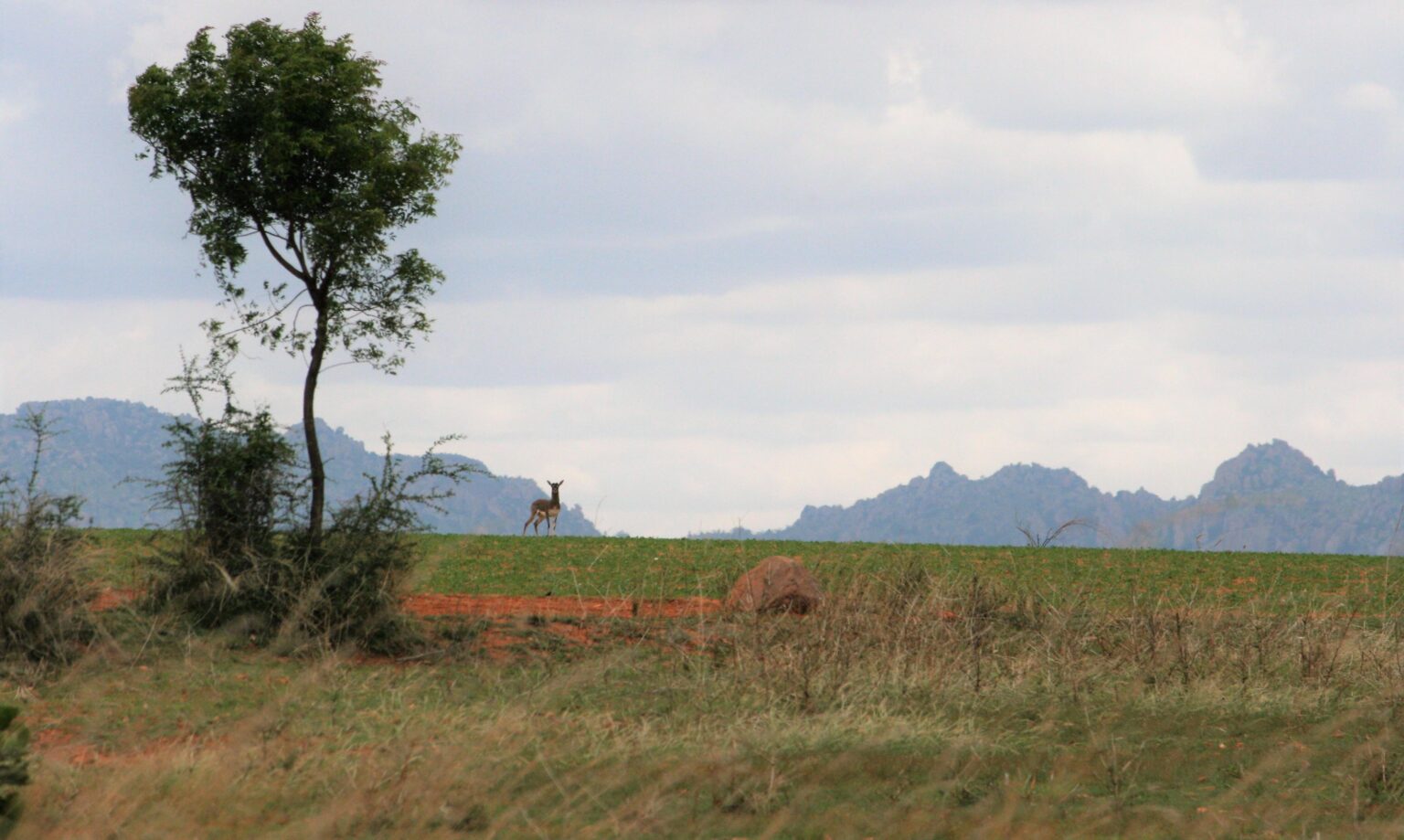 Buchanans journey – Buchanans journey